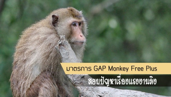 มาตรการ GAP Monkey Free Plus สยบปัญหาเรื่องแรงงานลิง