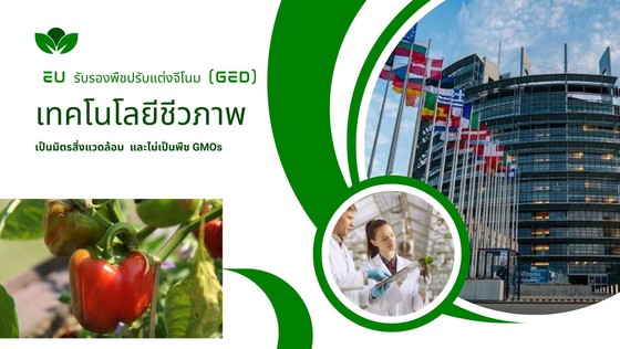 EU รับรองพืชปรับแต่งจีโนม (GEd) เทคโนโลยีชีวภาพเป็นมิตรสิ่งแวดล้อม และไม่เป็นพืช GMOs
