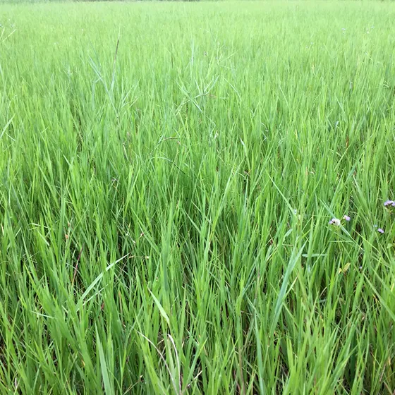 หญ้าแพงโกล่า (Pangola Grass)