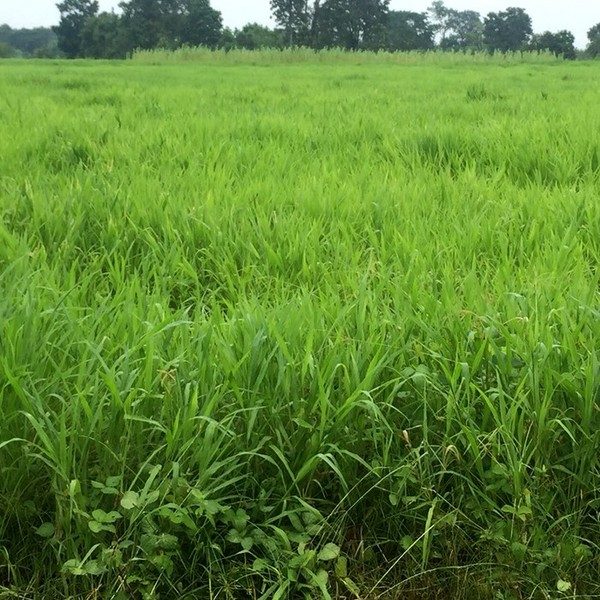 เมล็ดพันธุ์หญ้ารูซี่ (Ruzi Grass) กิโลกรัมละ 150 บาท