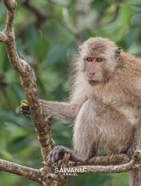 Monkey Bay