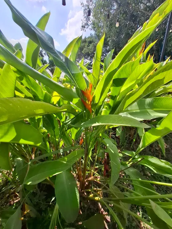 Thram raksa (Parrot Beak)