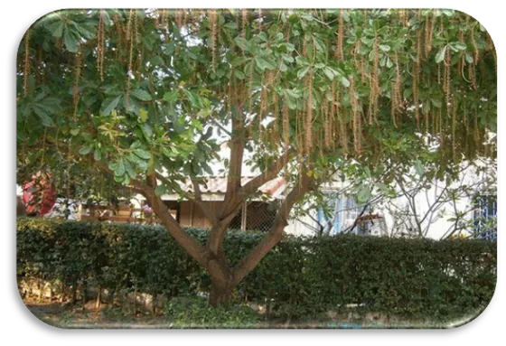 จิกน้ำ (Indian oak, Freshwater mangrove)