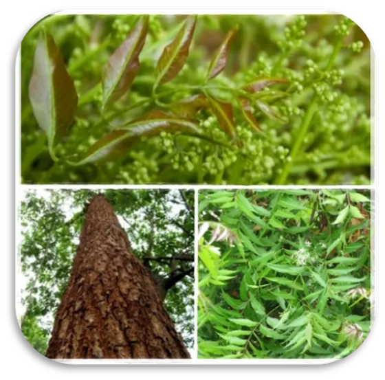 สะเดา (Siamese neem tree, Nim, Margosa, Quinine)
