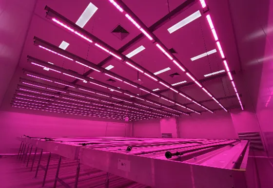 Artificial Light System in Medical Grade Growing Room @Chiang Mai