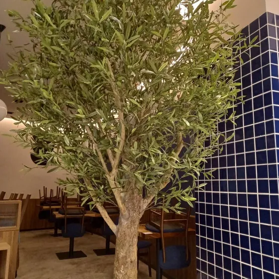 ต้นโอลีฟ มะกอก ภัตตราคาร Tonshin Ramen , Central Westgate