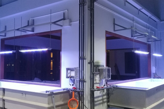 Coral Lab, Crossroads Project, Maldives (2018-2019)